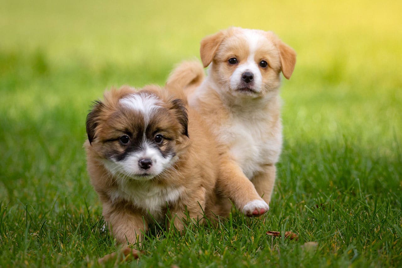 Quel Nom Pour Une Chienne En 2021 La Maison Des Animaux Quel Nom Pour Une Chienne En 2021 La Maison Des Animaux
